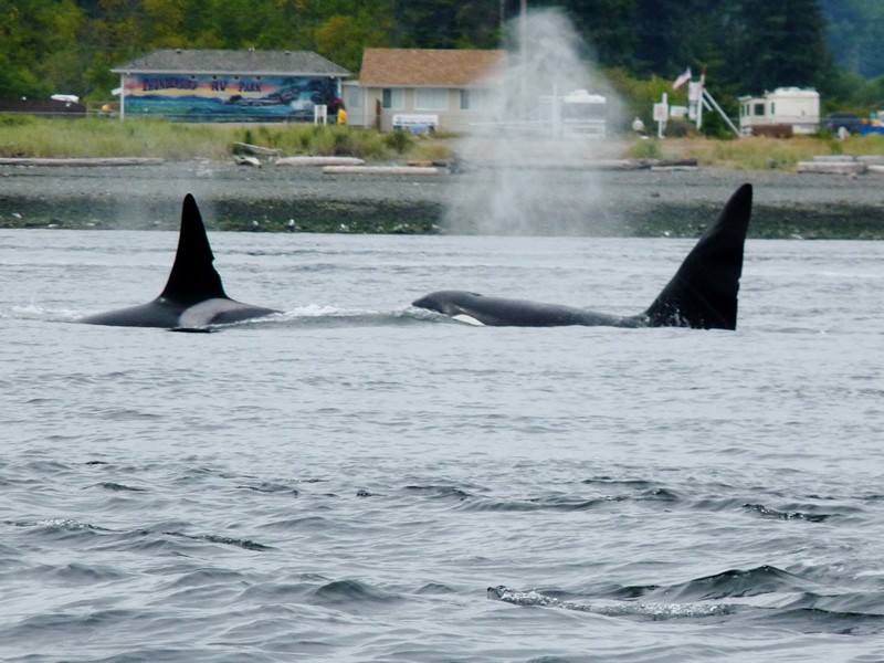 Thunderbird RV Park & Resort - Campbell River, BC - RV Parks - RVPoints.com