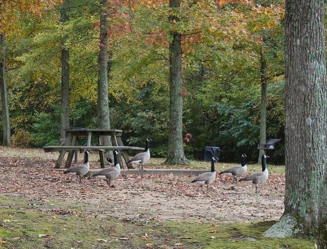 Pickwick Landing State Resort Park - Pickwick Dam, TN - Tennessee State ...