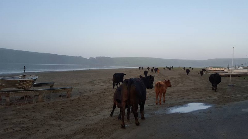 Lawsons Landing - Dillon Beach, CA - RV Parks - RVPoints.com