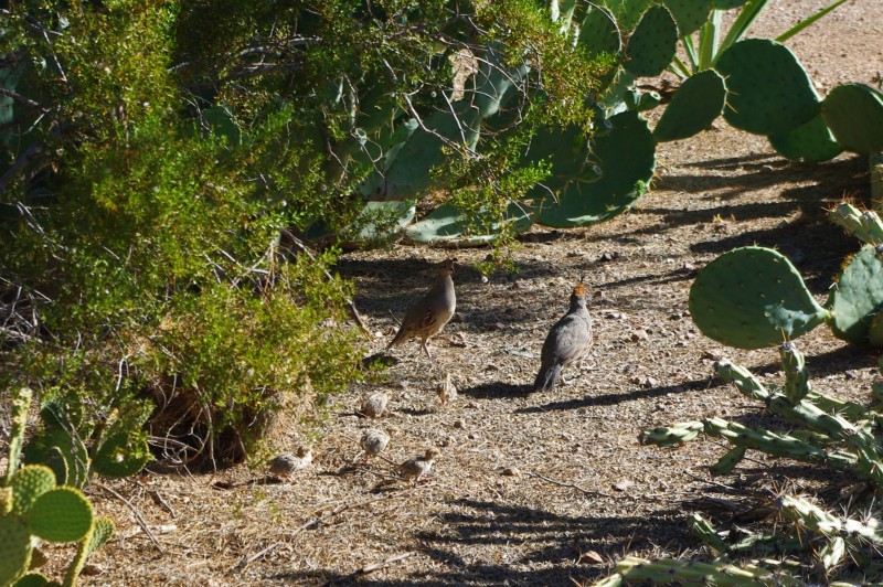 Quail Run RV Resort - Arizona City, AZ - RV Parks - RVPoints.com