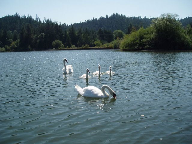 Lake Selmac Resort - Selma, OR - RV Parks - RVPoints.com